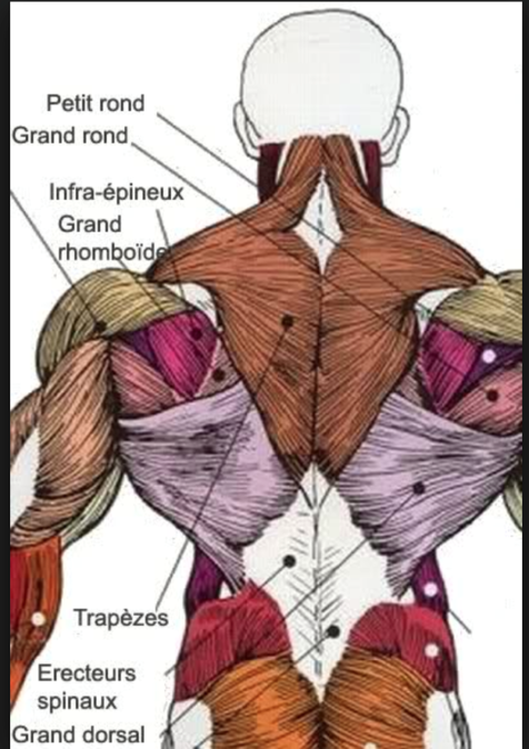 Les meilleurs exercices dos | Bulk Powders | The Core