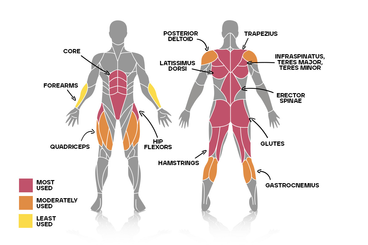Deadlifts: what muscles do they work? - The Core™ - Nutrition ...