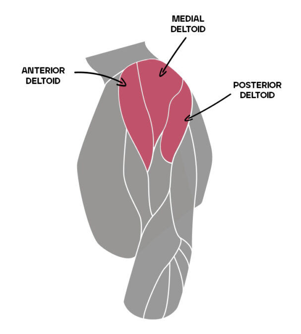 How to Split Shoulders Between Push & Pull Day | Bulk